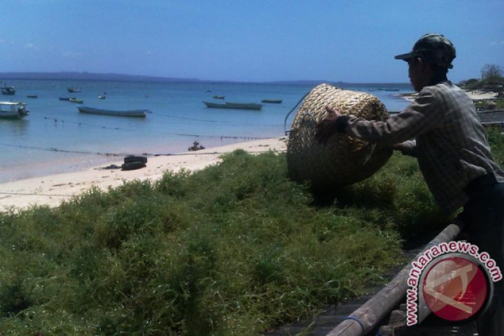 Budidaya Rumput Laut di NTT Cukup Besar - ANTARA News Kupang, Nusa ...