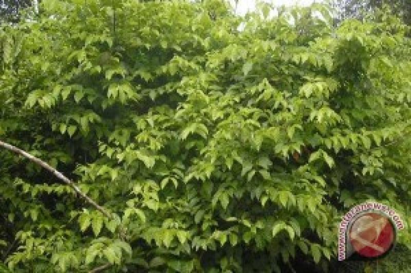 Limapuluh Kota Luncurkan Produk Olahan dari Gambir - ANTARA Sumbar